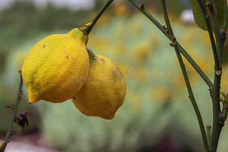 Two yellow lemons stock image. Image of nature, flevoland - 262175583