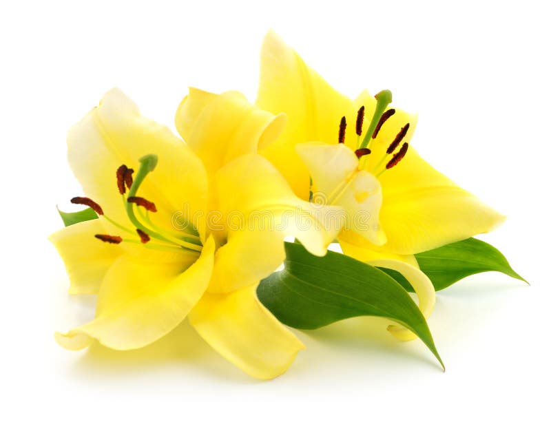 Two yellow lilies stock photo. Image of beauty, leaf - 260387438