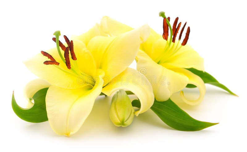 Two yellow lilies stock photo. Image of summer, black - 293710346