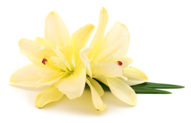 Two yellow lilies stock image. Image of lily, plant - 380633225