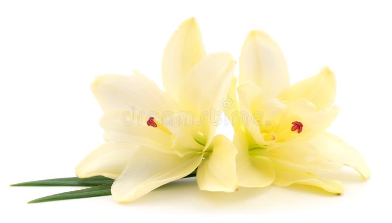 Two yellow lilies stock image. Image of nature, beautiful - 190304645