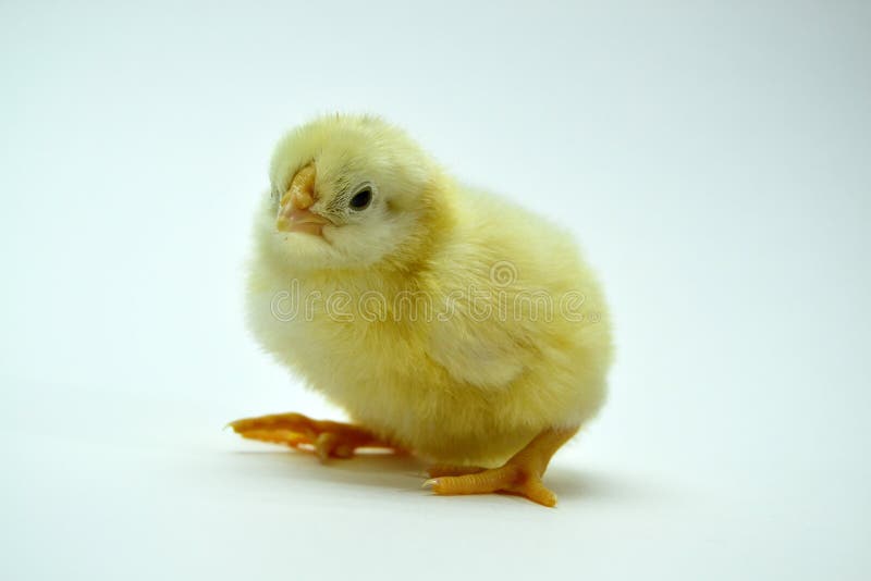 Two Yellow Little Chickens Isolated on the White Stock Photo - Image of ...