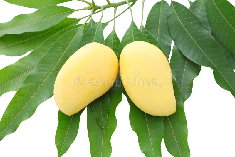 Mango Leaf Long Slices Isolated on White Background Stock Photo - Image ...