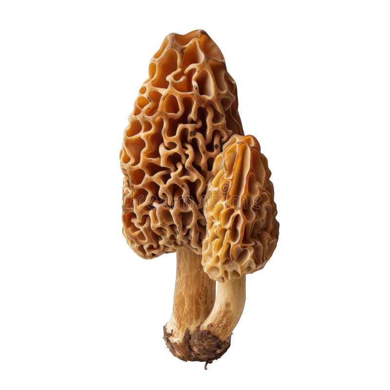 Two Yellow Morel Mushroom stock image. Illustration of fall - 331170685