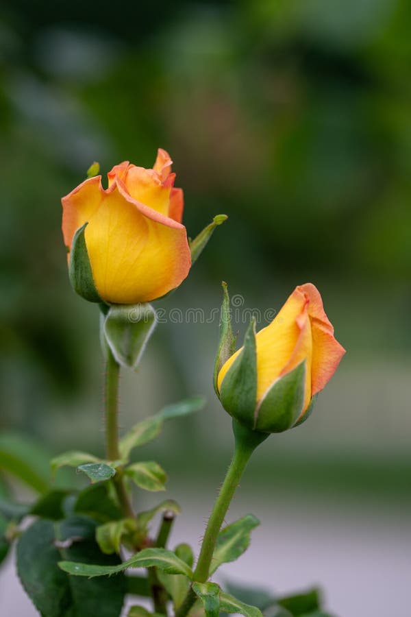 Two yellow-orange roses stock image. Image of park, petals - 340171775