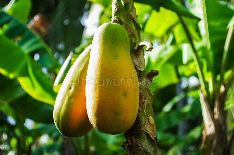 Two Yellow Papayas on the Tree Stock Photo - Image of beautiful, green ...