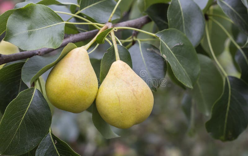 Two Yellow Pears on a Green Tree Branch Stock Image - Image of sweet ...