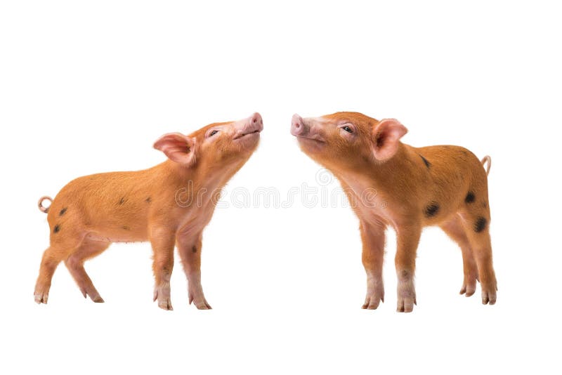 Yellow pig isolated stock image. Image of livestock - 125216379