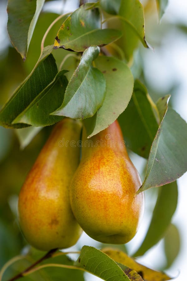 Two Yellow Red Pears on the Tree Stock Photo - Image of leaves, pear ...