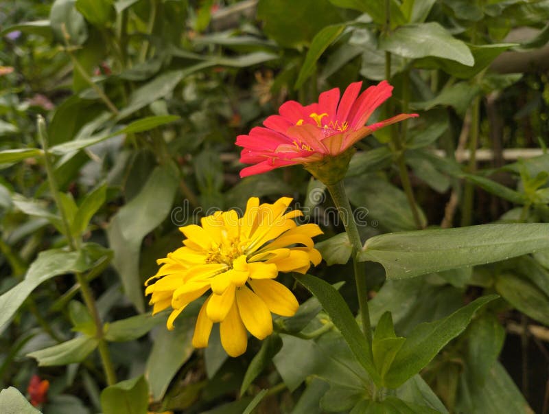 Two Yellow and Red Sunflowers in the Morning in One of the Open Gardens ...