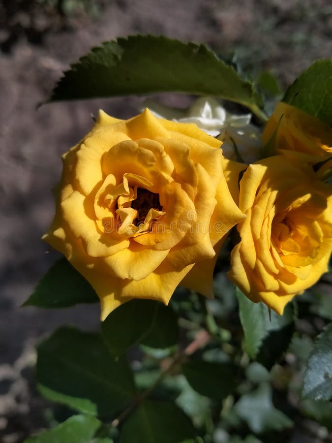 Two yellow roses stock image. Image of green, autumn - 256523655