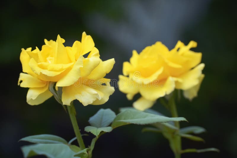 Two yellow roses stock photo. Image of detail, leaves - 162296076