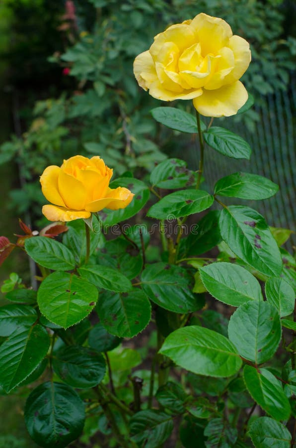 Two yellow roses stock photo. Image of bloom, yellow - 44161078