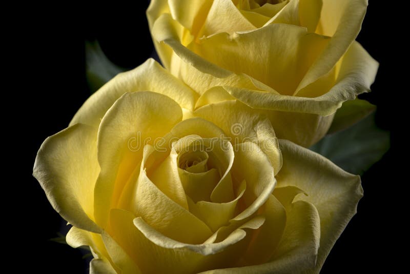 Two Yellow Roses stock image. Image of love, plant, colorful - 181649967