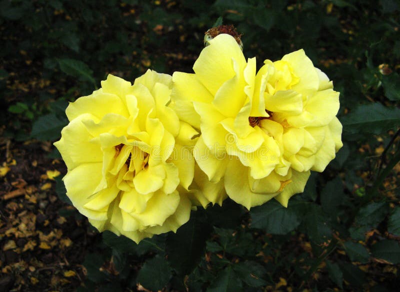 Two yellow roses. stock image. Image of flowers, earth - 196589859