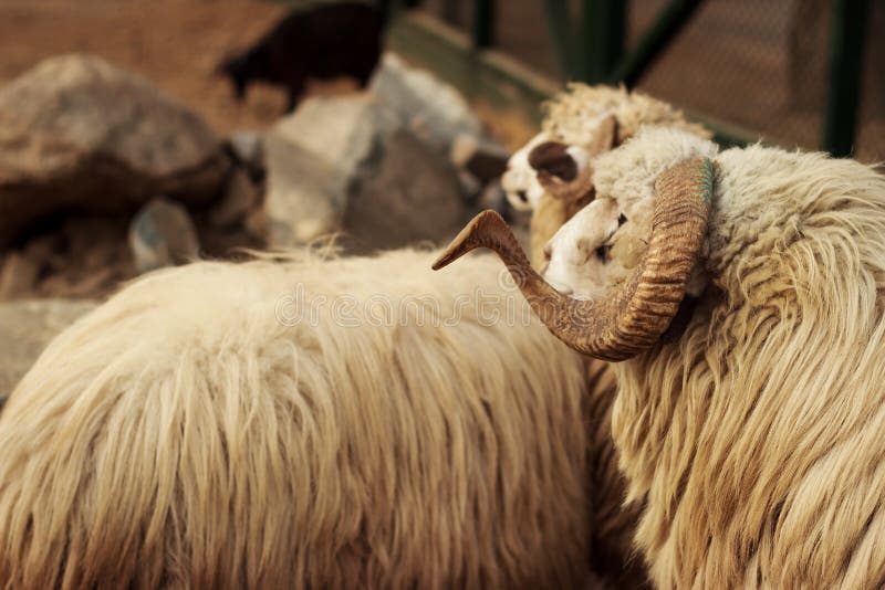 Two yellow sacrificial ram stock image. Image of animal - 153186043