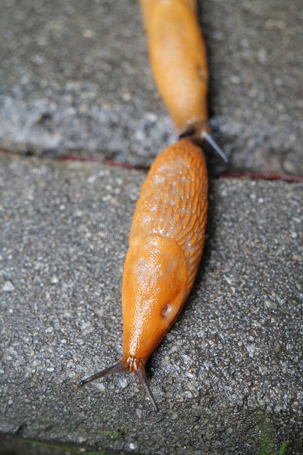 Two Yellow Slugs Crawls on Wet Asphalt after Rain Stock Photo - Image ...