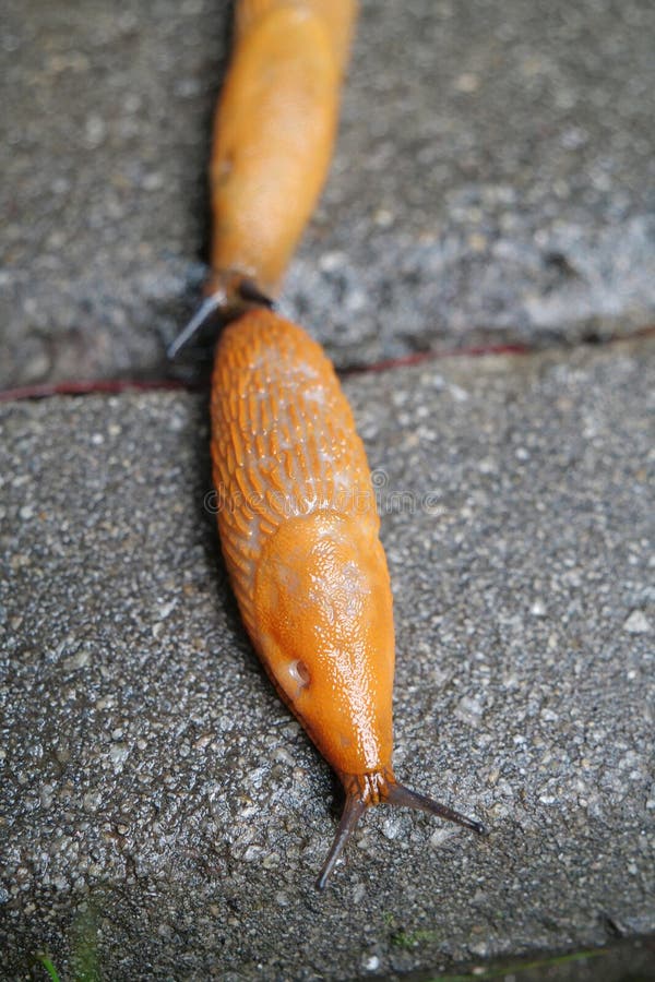 Two Yellow Slugs Crawls on Wet Asphalt after Rain Stock Image - Image ...