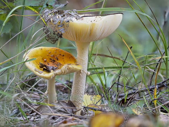 Two Yellow Toadstool Amanita Gemmata Stock Photo - Image of rare, dots ...