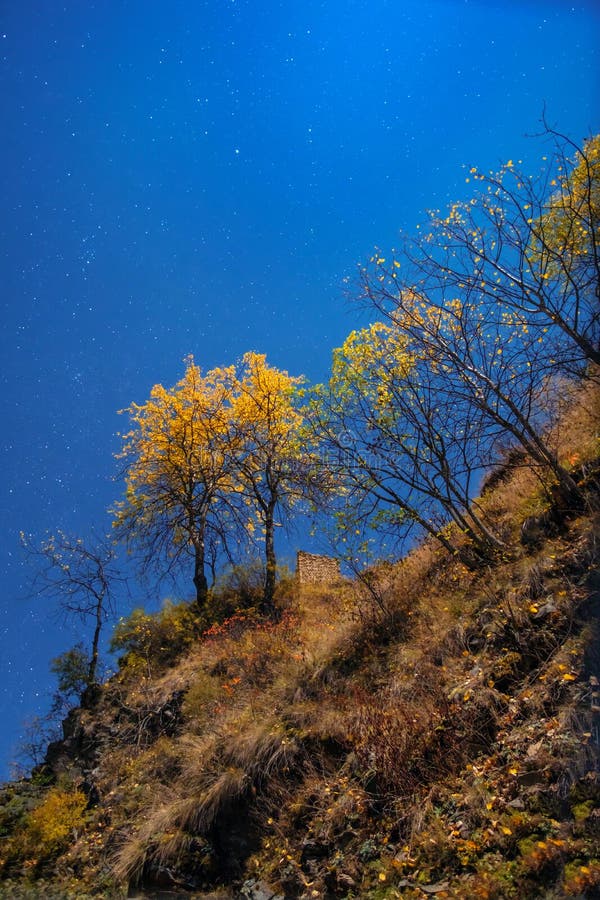 Two Yellow Trees with Blue Night Sky Starry Background Stock Image ...