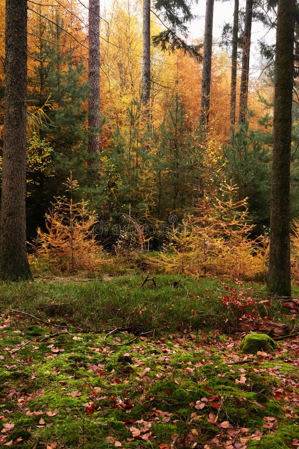 Two Yellow Trees in a Clearing in the Forest Stock Image - Image of ...