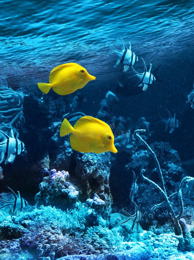 Yellow tropical fish stock photo. Image of underwater - 2285056