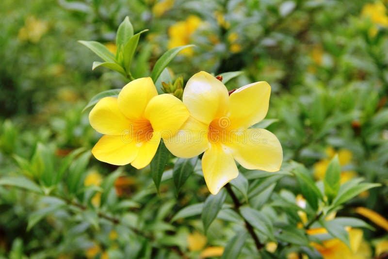 Two Yellow Tropical Flower in Green Stock Image - Image of tropical ...