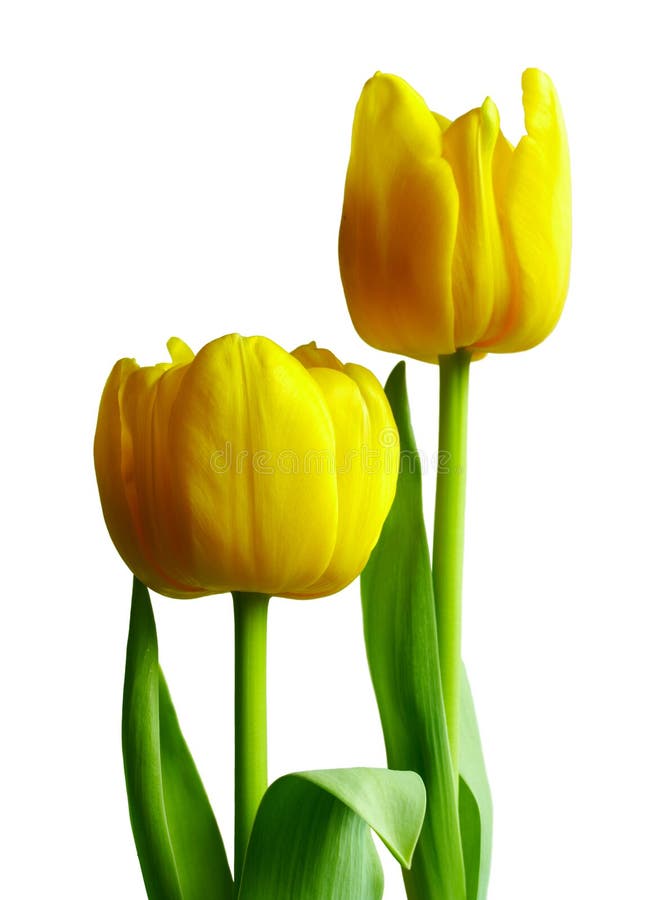 Two yellow tulips stock image. Image of spring, isolated - 7062467
