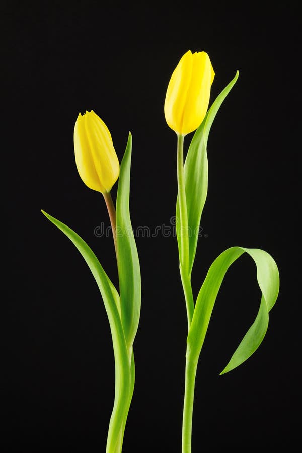Two yellow tulips stock photo. Image of flowers, directional - 51553648