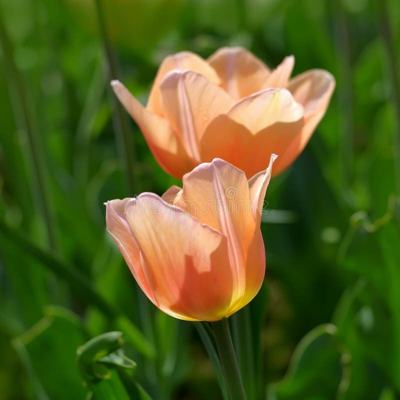 Two yellow tulips stock photo. Image of plant, beautiful - 172932846