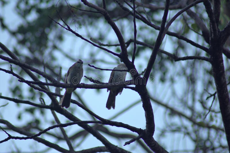 Two Yellow Vented Perch on a Tree Branch Stock Photo - Image of branch ...