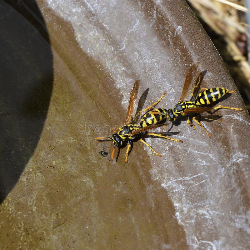 Two yellowjackets stock photo. Image of close, fear, spring - 94812506