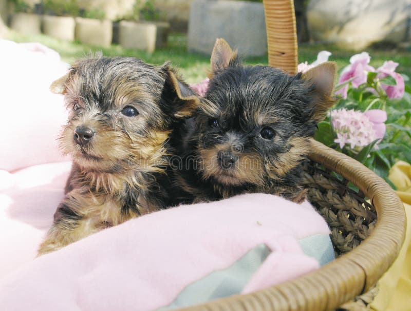 Two yorkie puppies stock image. Image of attentive, cute - 2179261