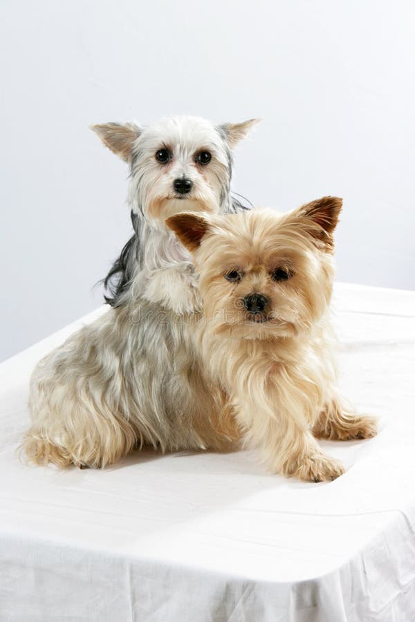 Two Yorkshire Terrier stock photo. Image of cuddly, dresser - 34213400