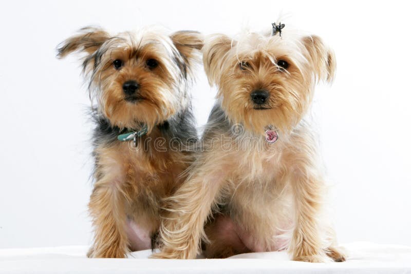 Two Yorkshire Terrier stock image. Image of legs, hair - 34222765