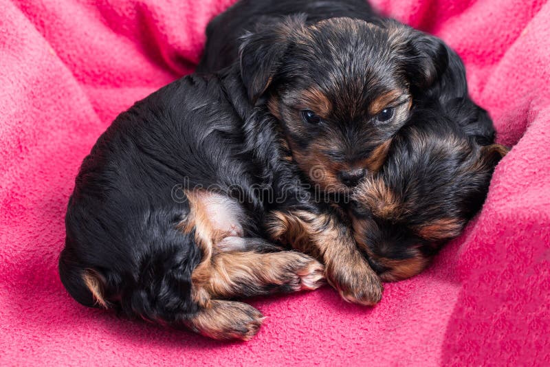 Two Yorkshire Terrier Puppies Cuddling Stock Photo - Image of puppy ...