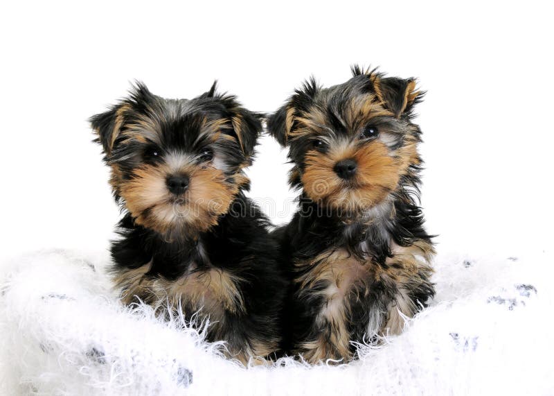 Portrait of Two Puppies of Yorkshire Terrier Stock Image - Image of ...