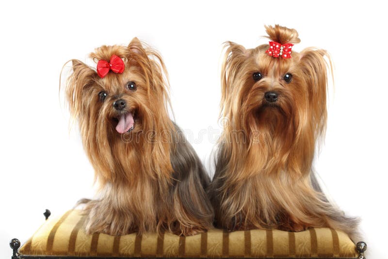 Two Yorkshire Terriers stock photo. Image of face, terrier - 19167704