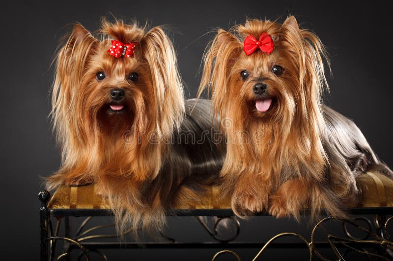 Two Yorkshire Terriers stock image. Image of ribbon, breed - 19167741