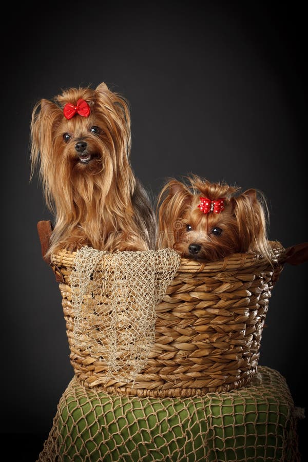 Two Yorkshire Terriers stock photo. Image of pair, ribbon - 19167744