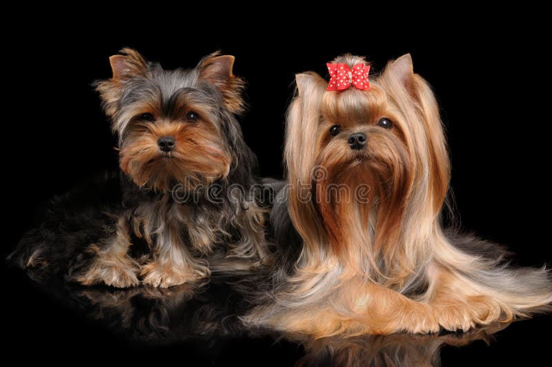 Two Yorkshire Terriers on Black Stock Photo - Image of graceful, cute ...