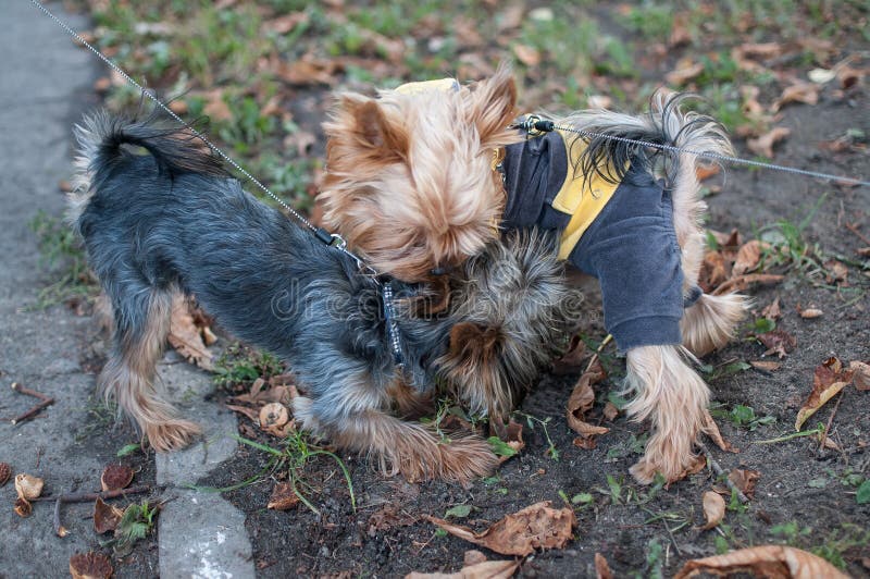 Two Yorkshire Terriers Playing with Each Other Stock Photo - Image of ...