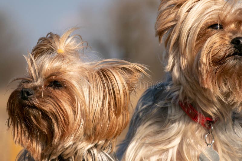Two Yorkshire Terriers are Sitting in Nature Stock Image - Image of ...