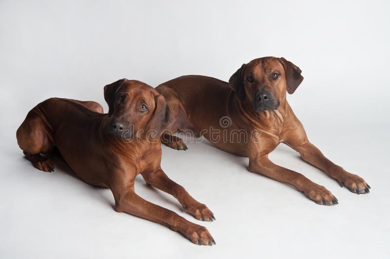 Rhodesian Ridgebacks by the River Stock Image - Image of friend ...