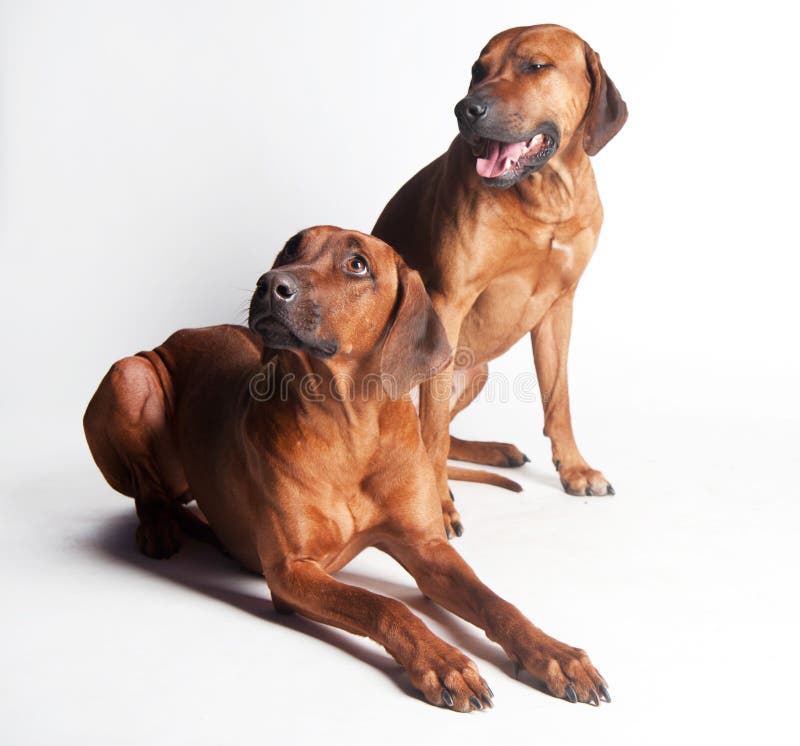 Rhodesian Ridgebacks by the River Stock Image - Image of friend ...