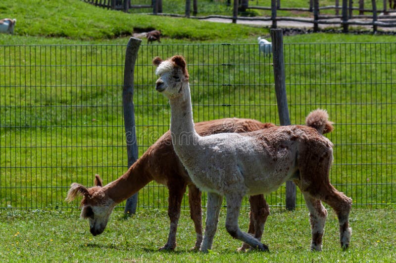 Two Young Alpacas Different Colors Stock Photo - Image of landscape ...