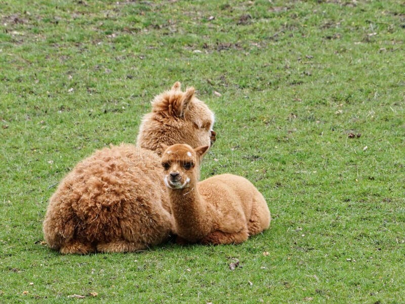 Two Young Alpacas on a Farm in Holland Stock Image - Image of ...