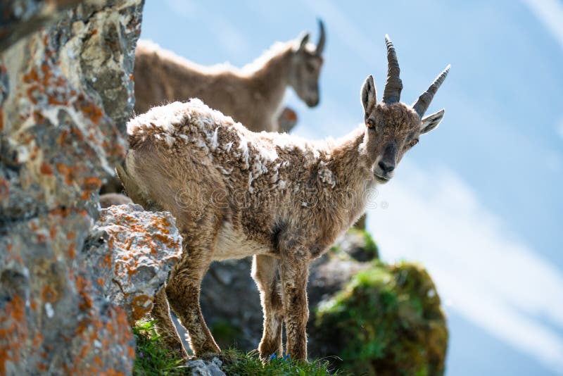Two young alpine ibex stock photo. Image of alps, conservation - 25580242