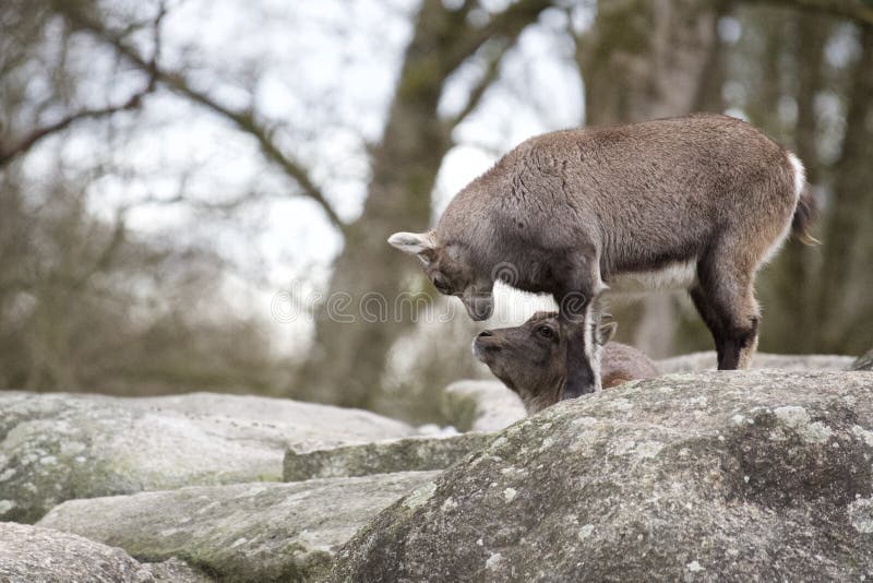 Two Young Alpine Ibexes Capra Ibex Stock Image - Image of hoof, baby ...