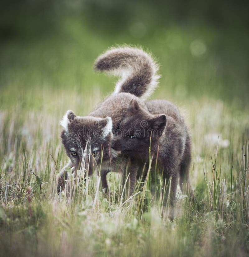 Two Young Arctic Foxes Playing in a Lush Meadow of Tall Grass, Enjoying ...